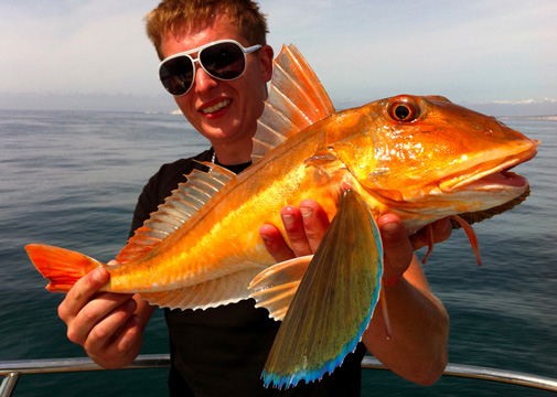 Kæmpe knurhane - Fisk & Fri