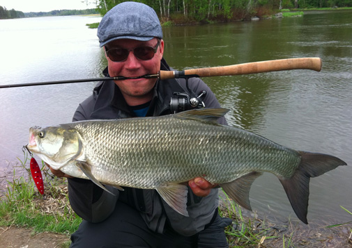 Asp - Nordens tarpon! - Fisk & Fri