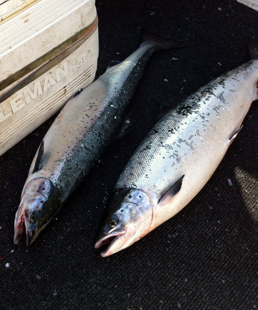 Vi du se laks? - Fisk & Fri