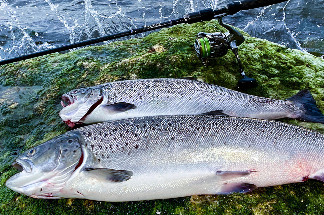 Feriefiskeeventyr på de danske kyster - Fisk & Fri
