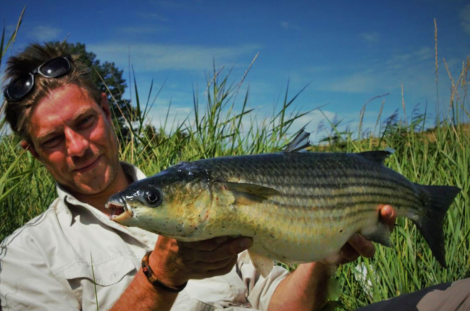 60 centimeter koncentreret multe - Fisk & Fri