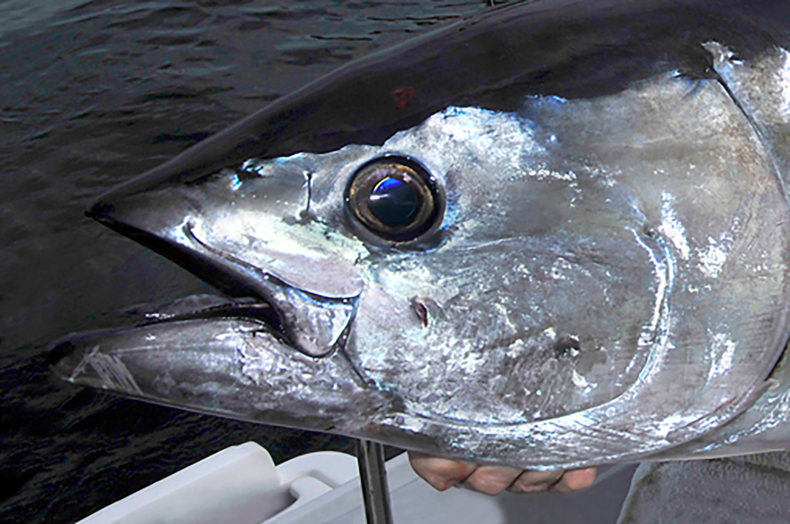 TUNFISKERI 2020 I SKAGERRAK - Fisk & Fri