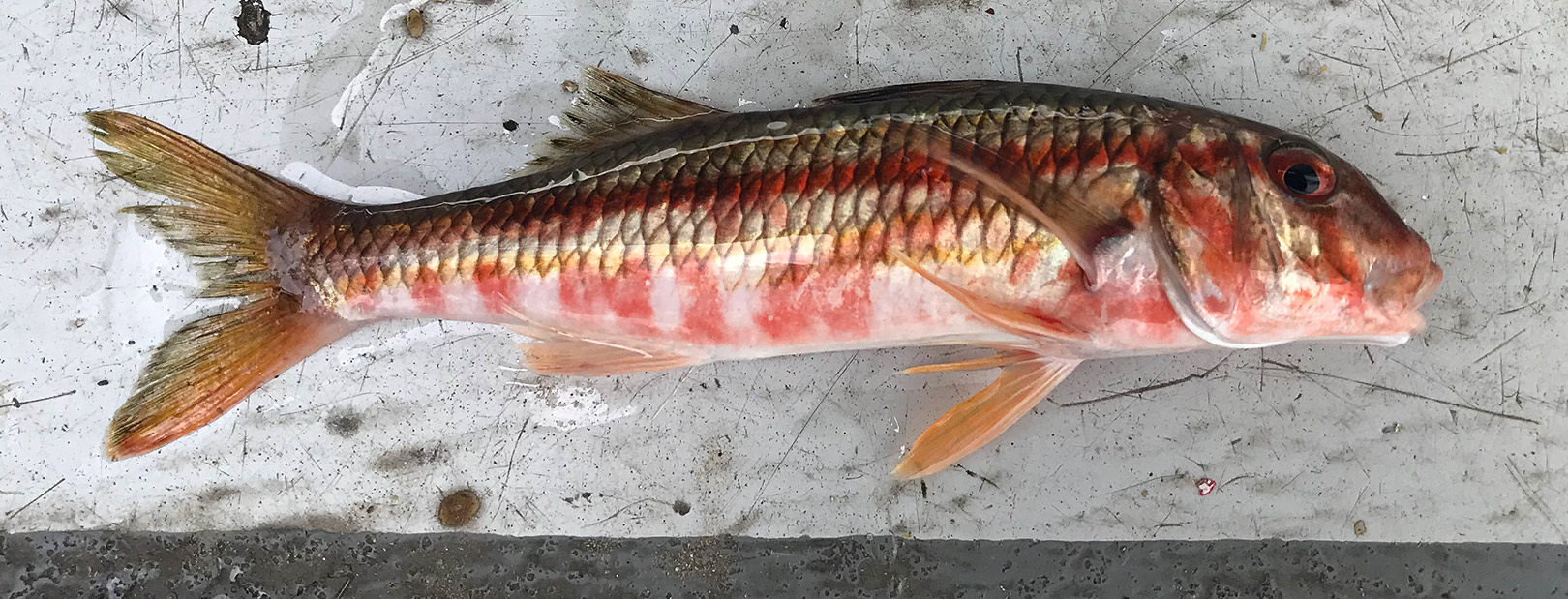 Stribet mulle fanget i Københavns Havn. - Fisk & Fri