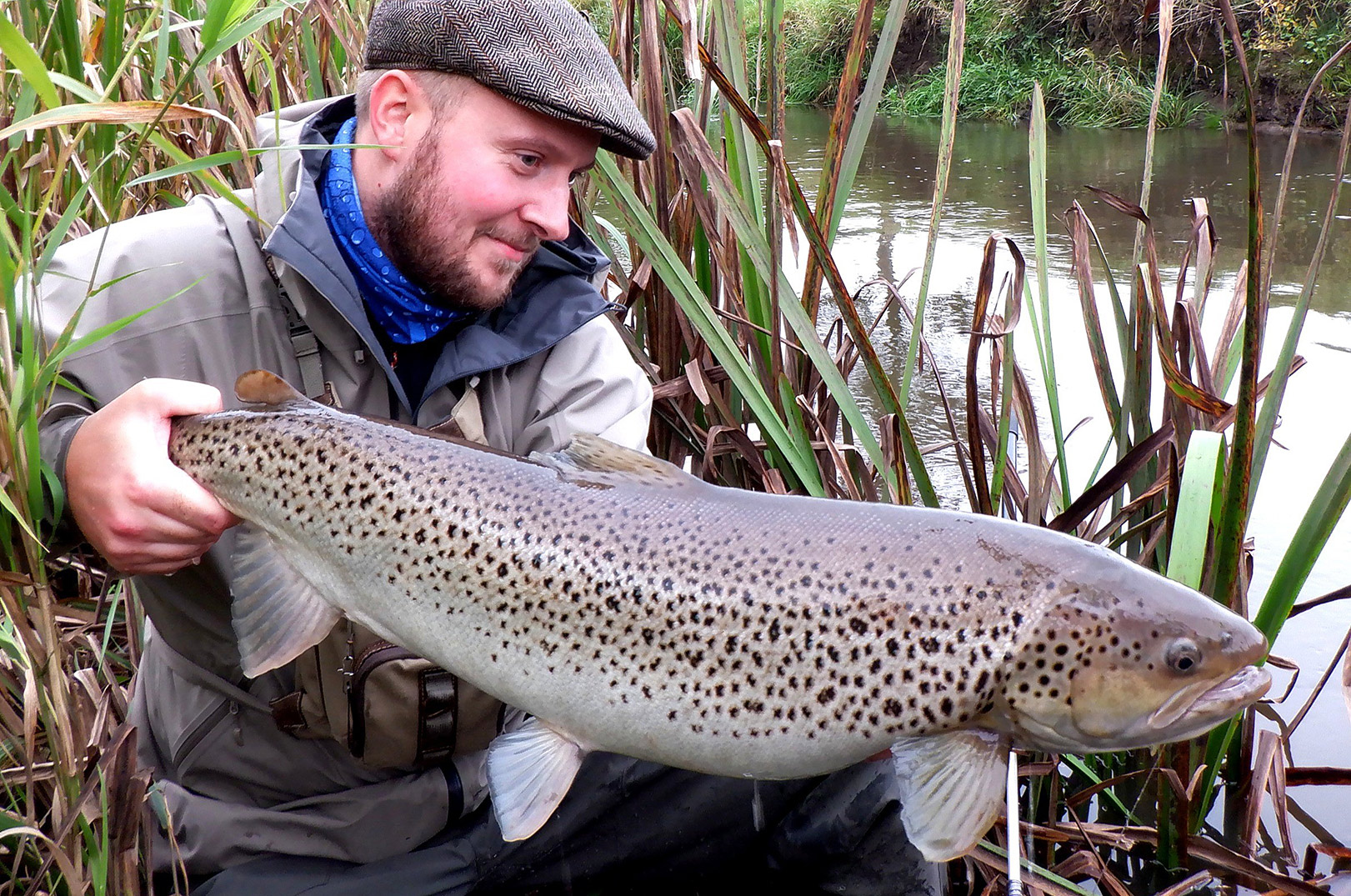 En solid havørred på fluen - Fisk & Fri