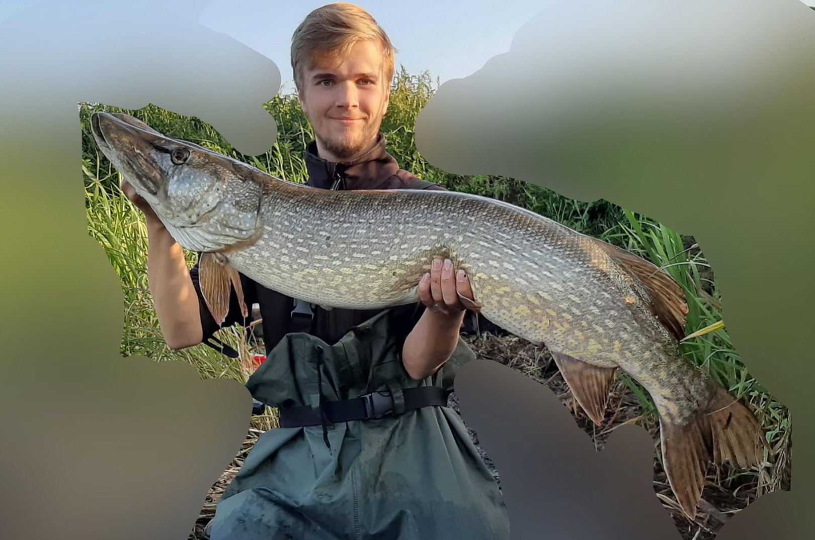 Storgedde på lille spinner - Fisk & Fri