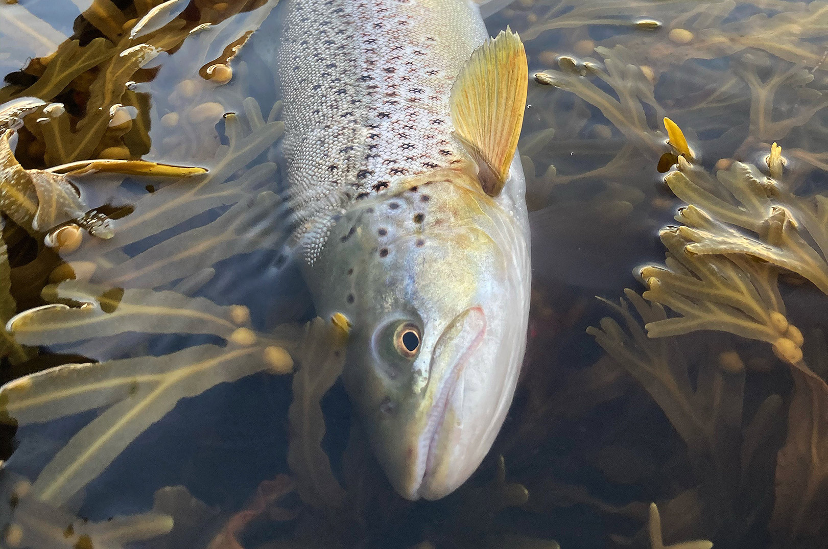 En hurtig aftentur gav fine fisk - Fisk & Fri