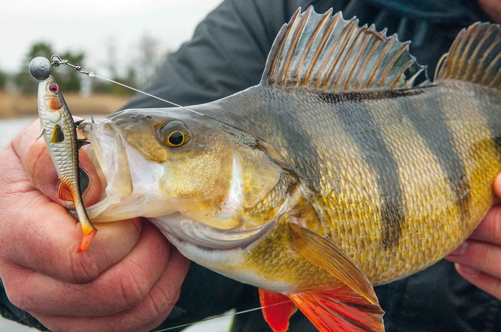 11 SUPERTIPS TIL ABORRERNE - Fisk & Fri