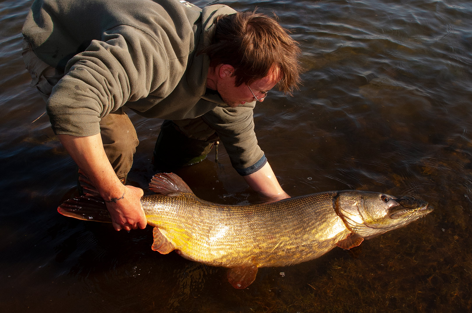 GEDDER: CATCH & RELEASE PÅ GODT OG ONDT - Fisk & Fri