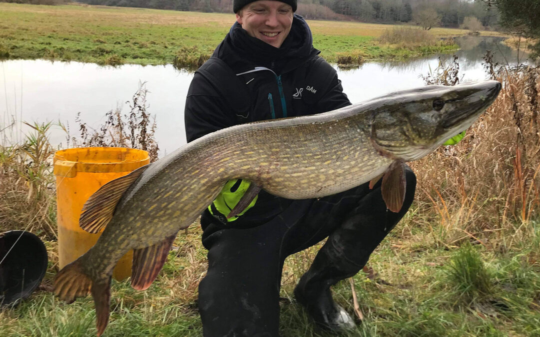 PÅ GEDDEFISKERI I ÅEN - Fisk & Fri