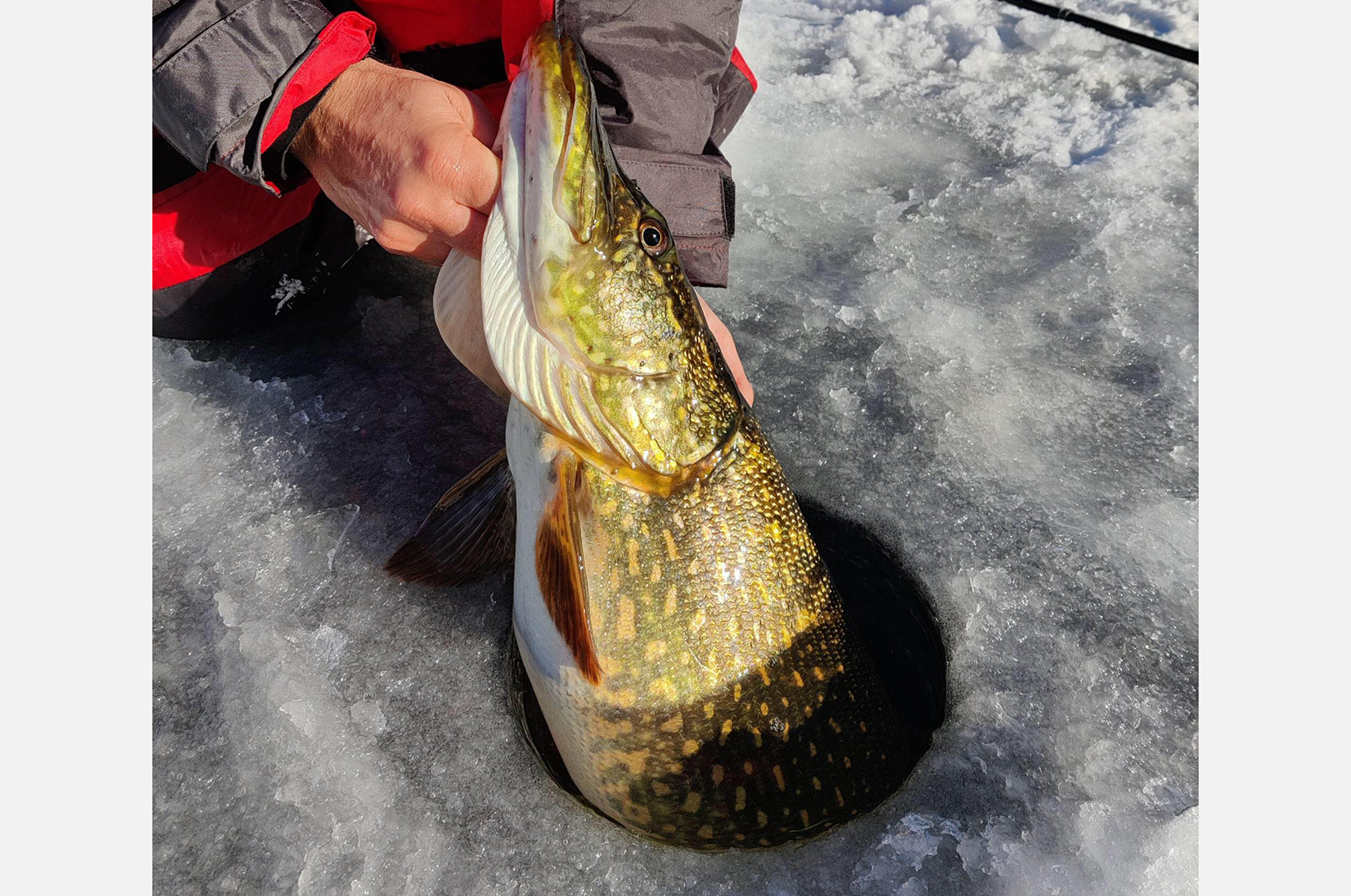 FINE GEDDER FRA ISEN - Fisk & Fri