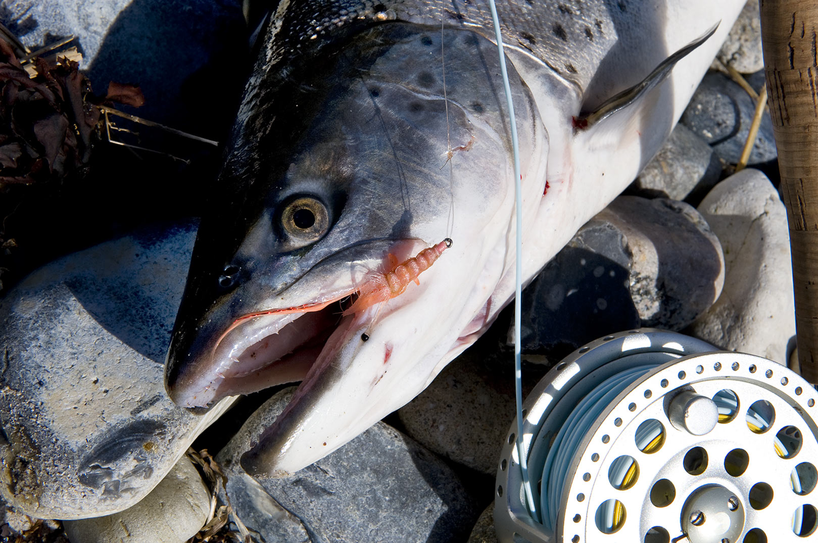 Forårsørreder på fluegrejet - Fisk & Fri