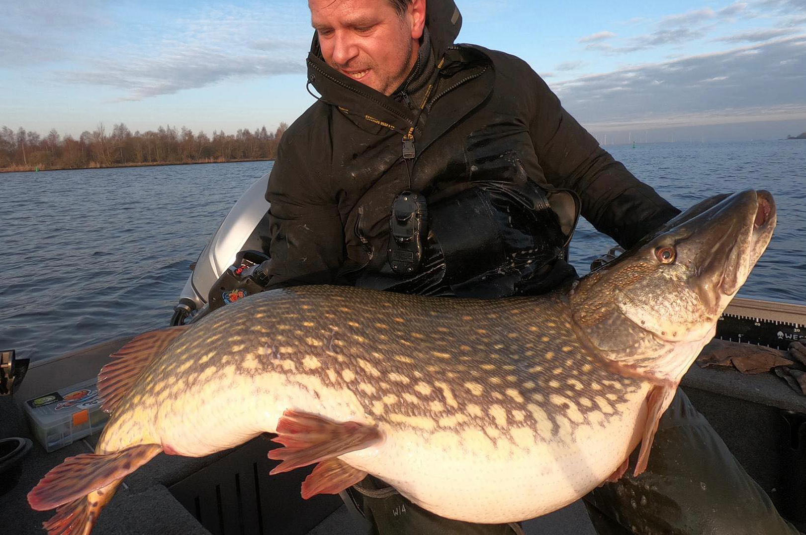 GIGANTISK 20 KILOS GEDDE FRA HOLLAND - Fisk & Fri