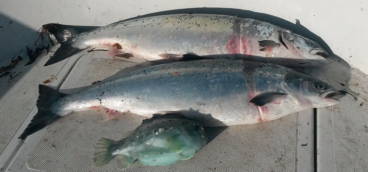 NÅR LAKSEN ER I HAVET - Fisk & Fri