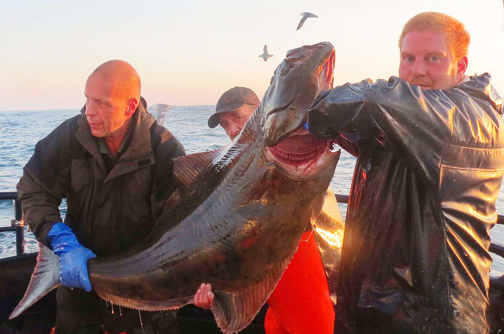 30 KILO+ HELLEFLYNDER FRA DET GULE REV - Fisk & Fri