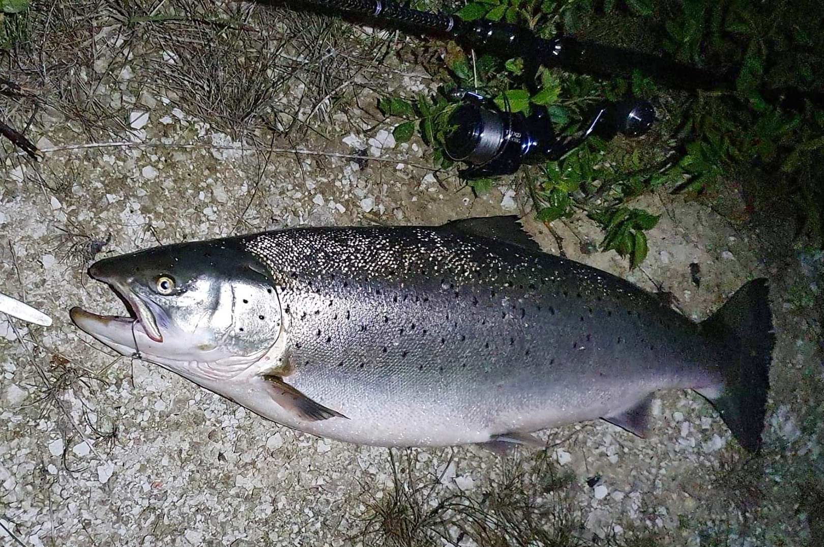 Sekskilos havørred vinder Stevns Cup 2021 - Fisk & Fri