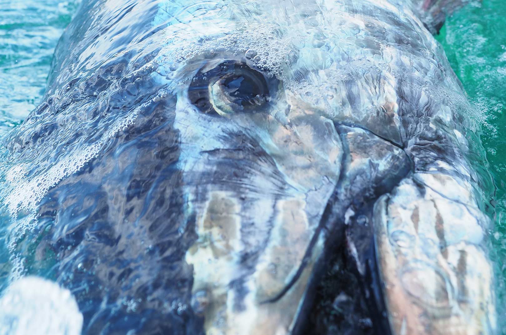 16 TUN MÆRKET UD FOR SKAGEN I WEEKENDEN - Fisk & Fri