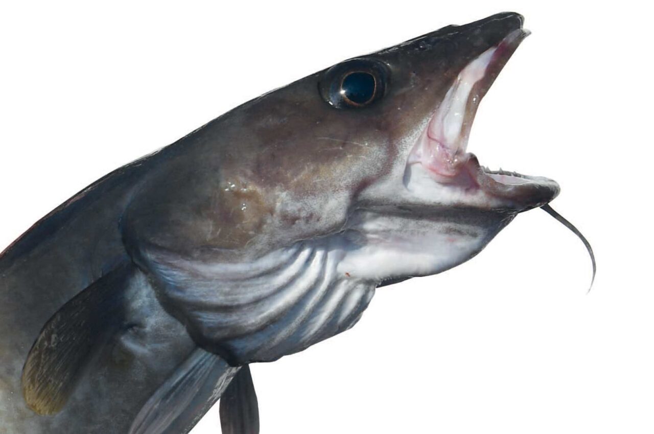 ØRESUNDS GLEMTE LANGER - Fisk & Fri