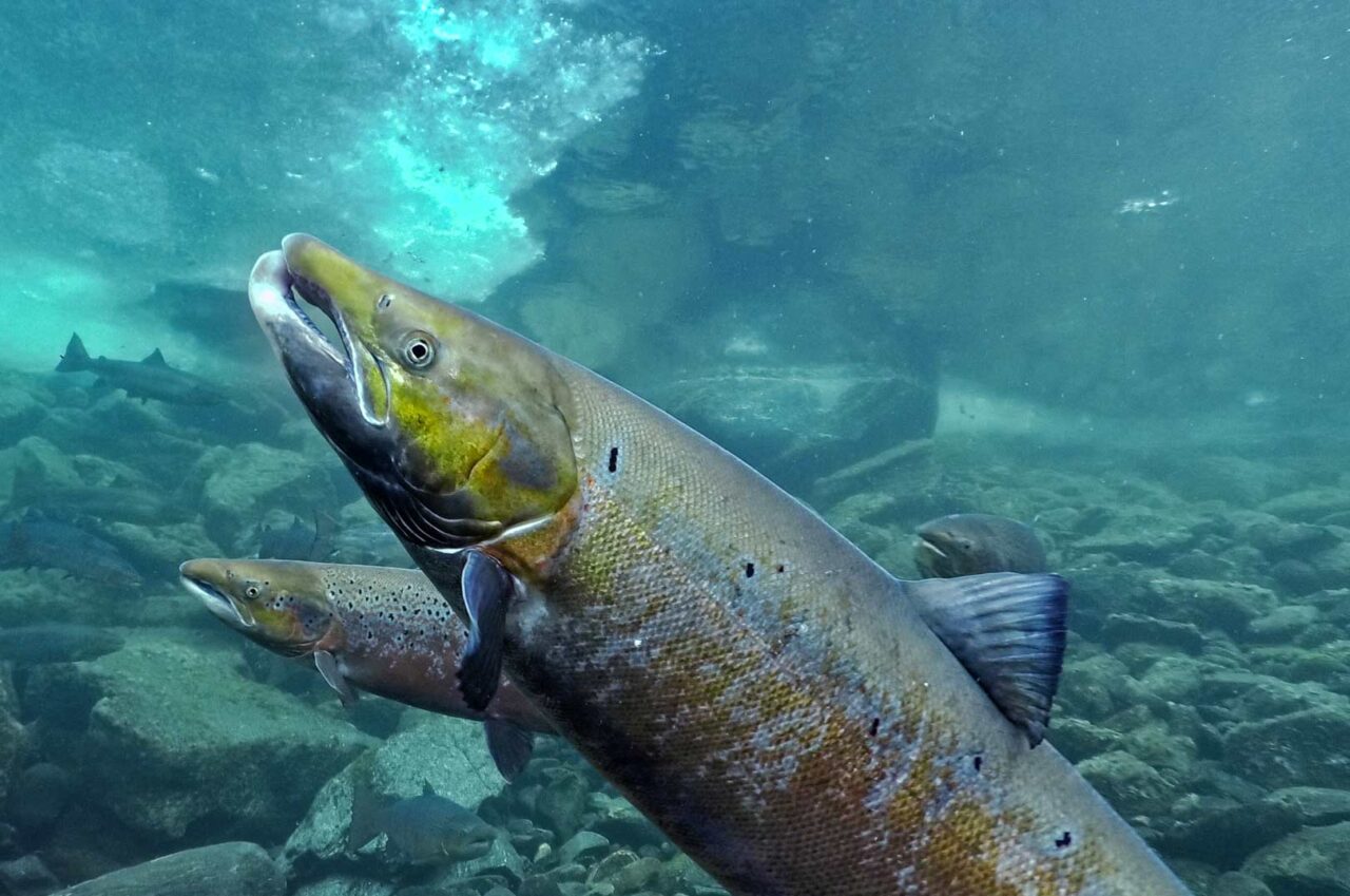 FISKARNAS RIKE: NY TV-SERIE OM DE SVENSKE FISKEVANDE - Fisk & Fri