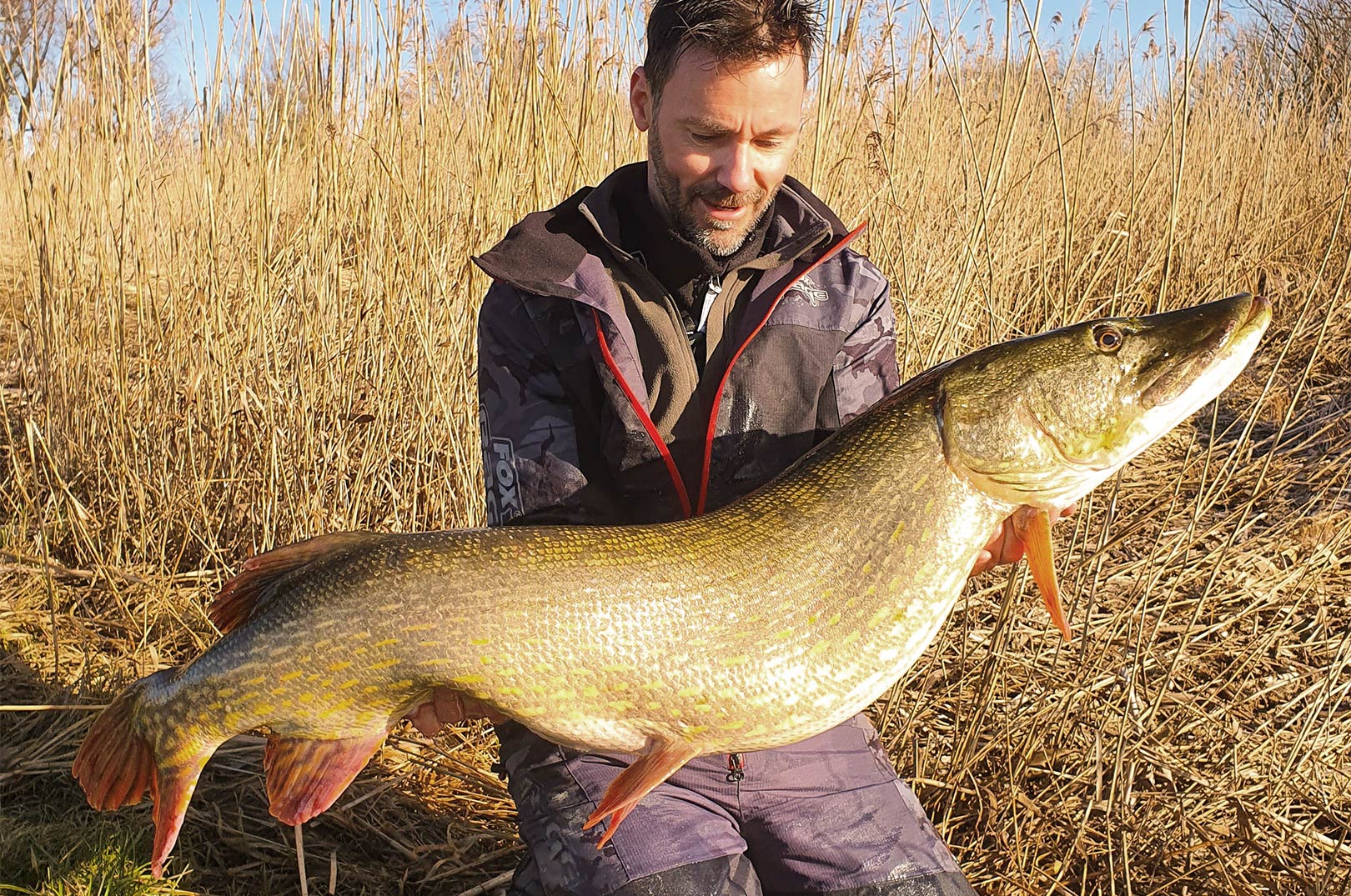 ENDELIG EN GEDDE OVER 15 KILO EFTER 30 ÅR - Fisk & Fri