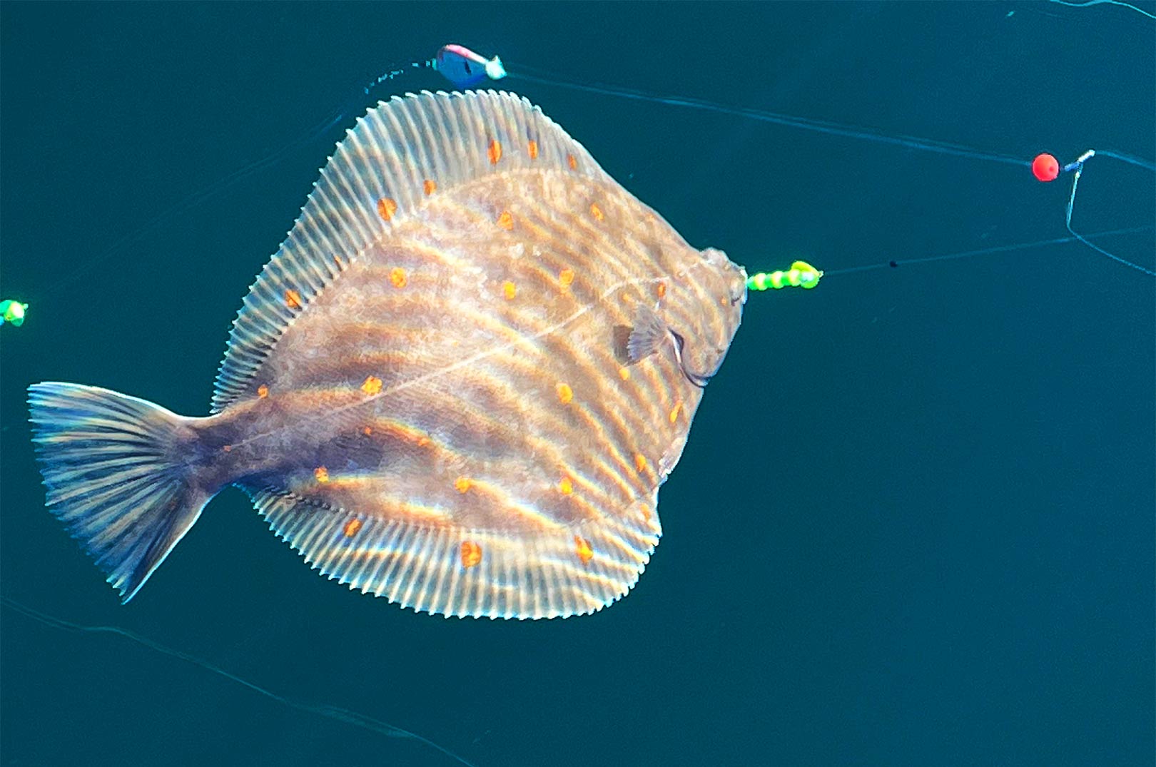 FINE FLADFISK FRA ØRESUND - Fisk & Fri