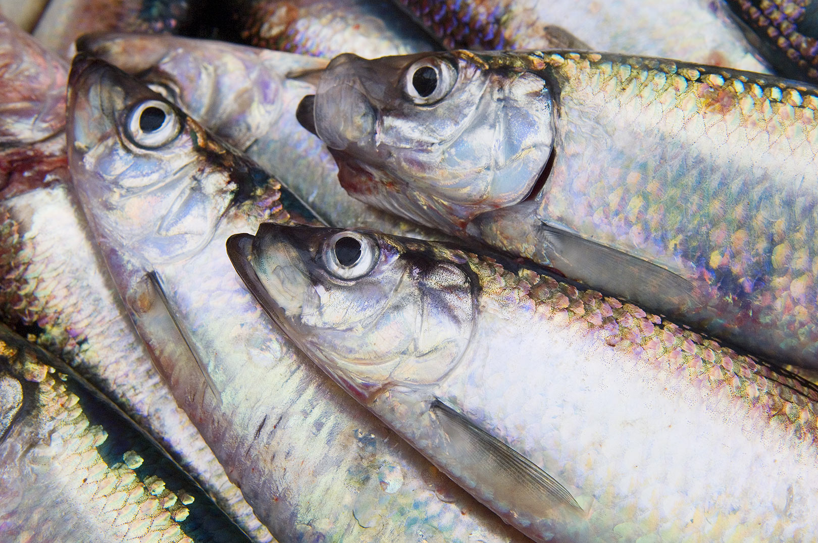 HAVNESILD PÅ VESTKYSTEN - Fisk & Fri