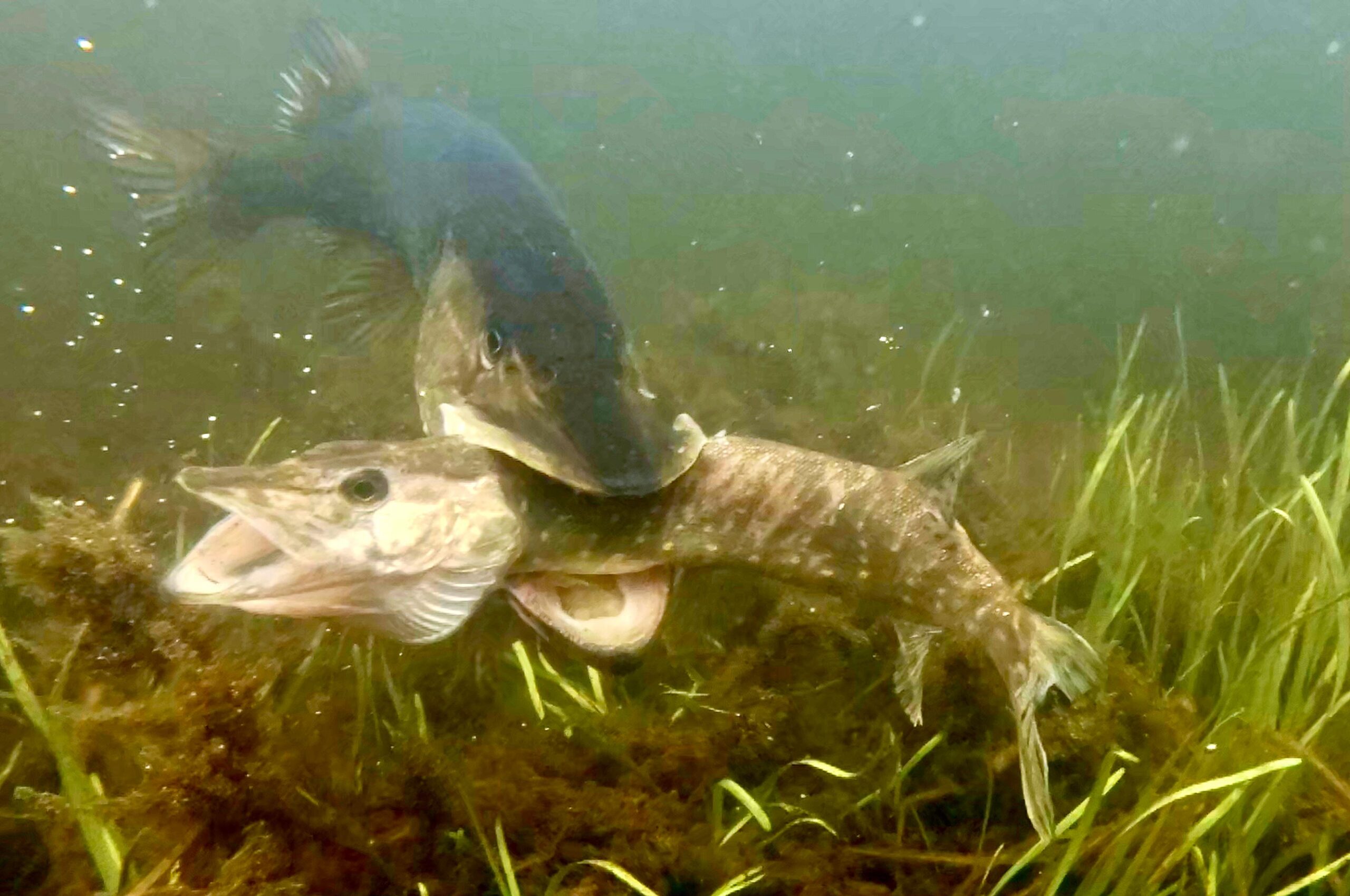 FISKENE I SVERIGE - NU PÅ DANSK TV - Fisk & Fri