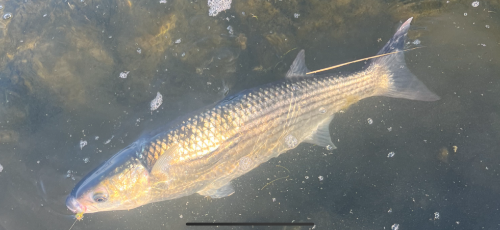 TO KYSTMULTER PÅ ÉN DAG - Fisk & Fri