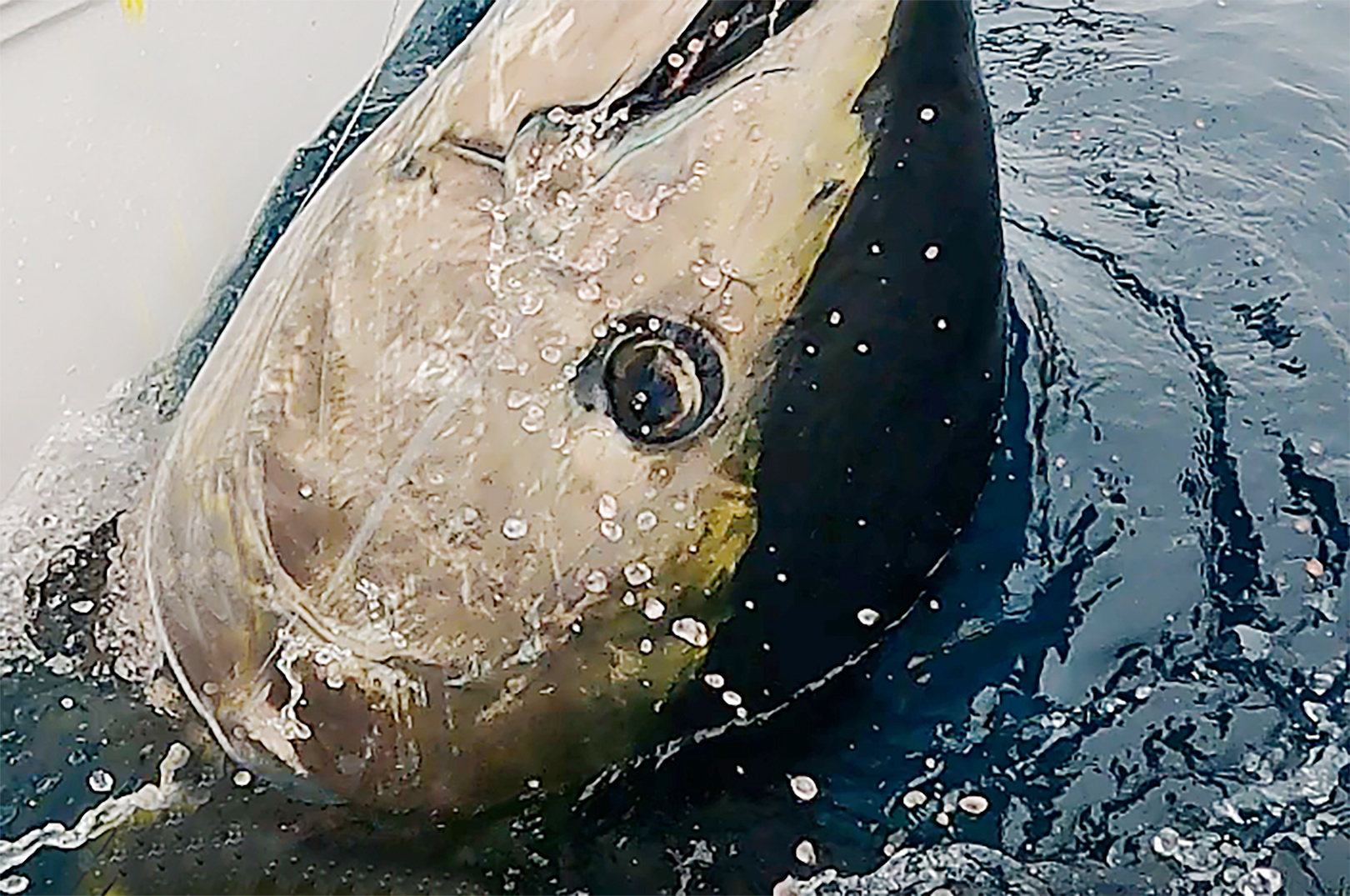 TUNUPDATE - CIRKA 70 TUN MÆRKET - Fisk & Fri