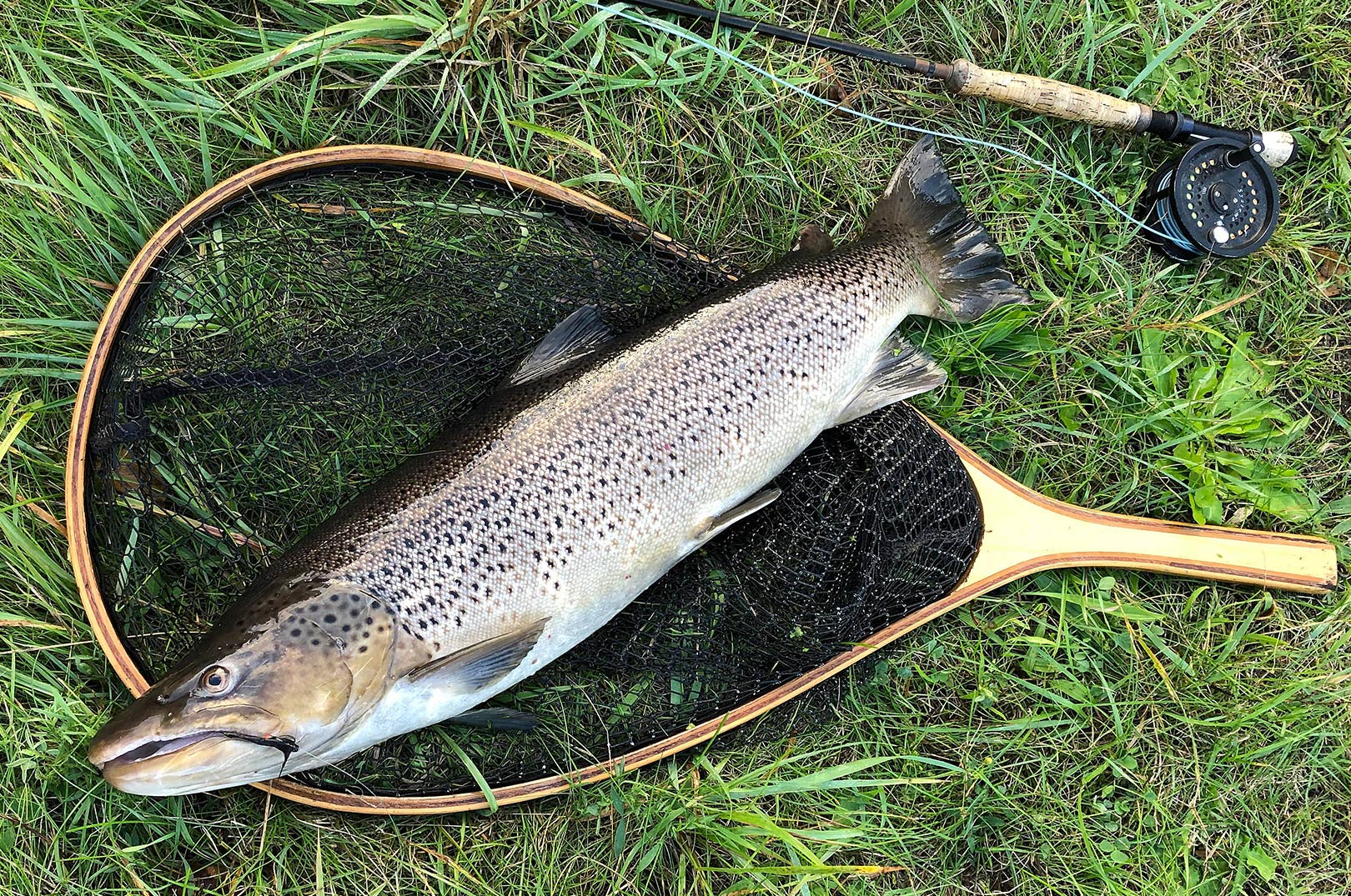 REGNSKYL GAV HAVØRRED-AKTIVITET I KOLINDSUND - Fisk & Fri