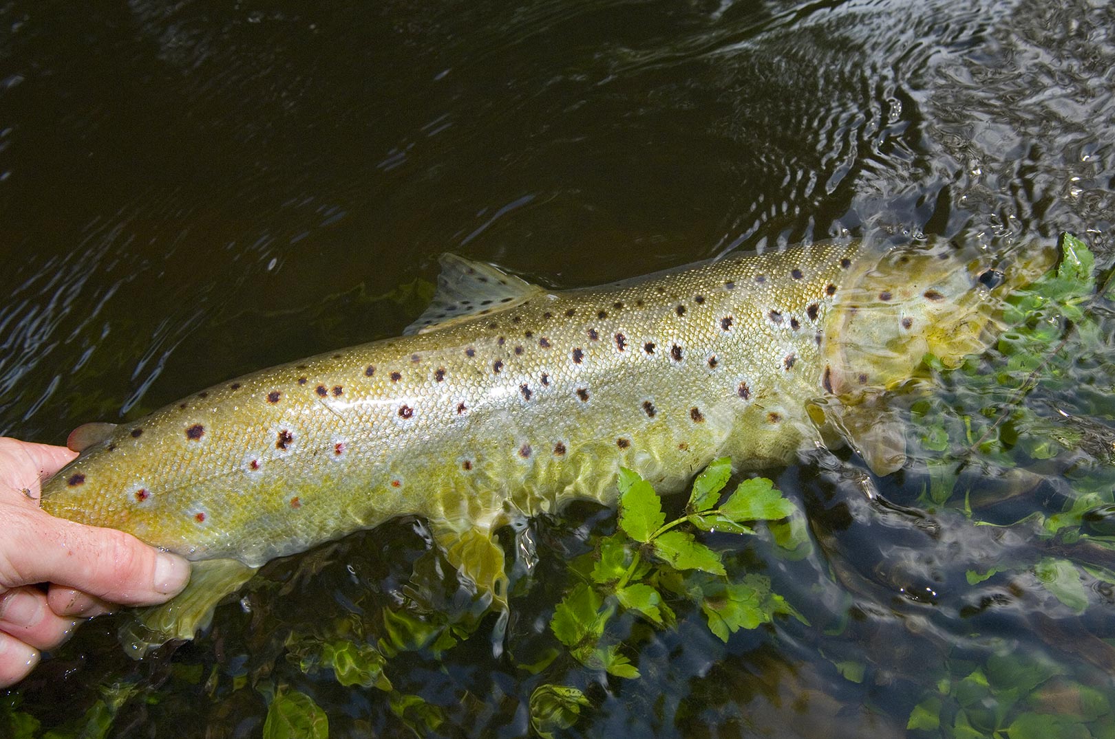 72 MILLIONER TIL AT ØGE BIODIVERSITET I ÅERNE - Fisk & Fri