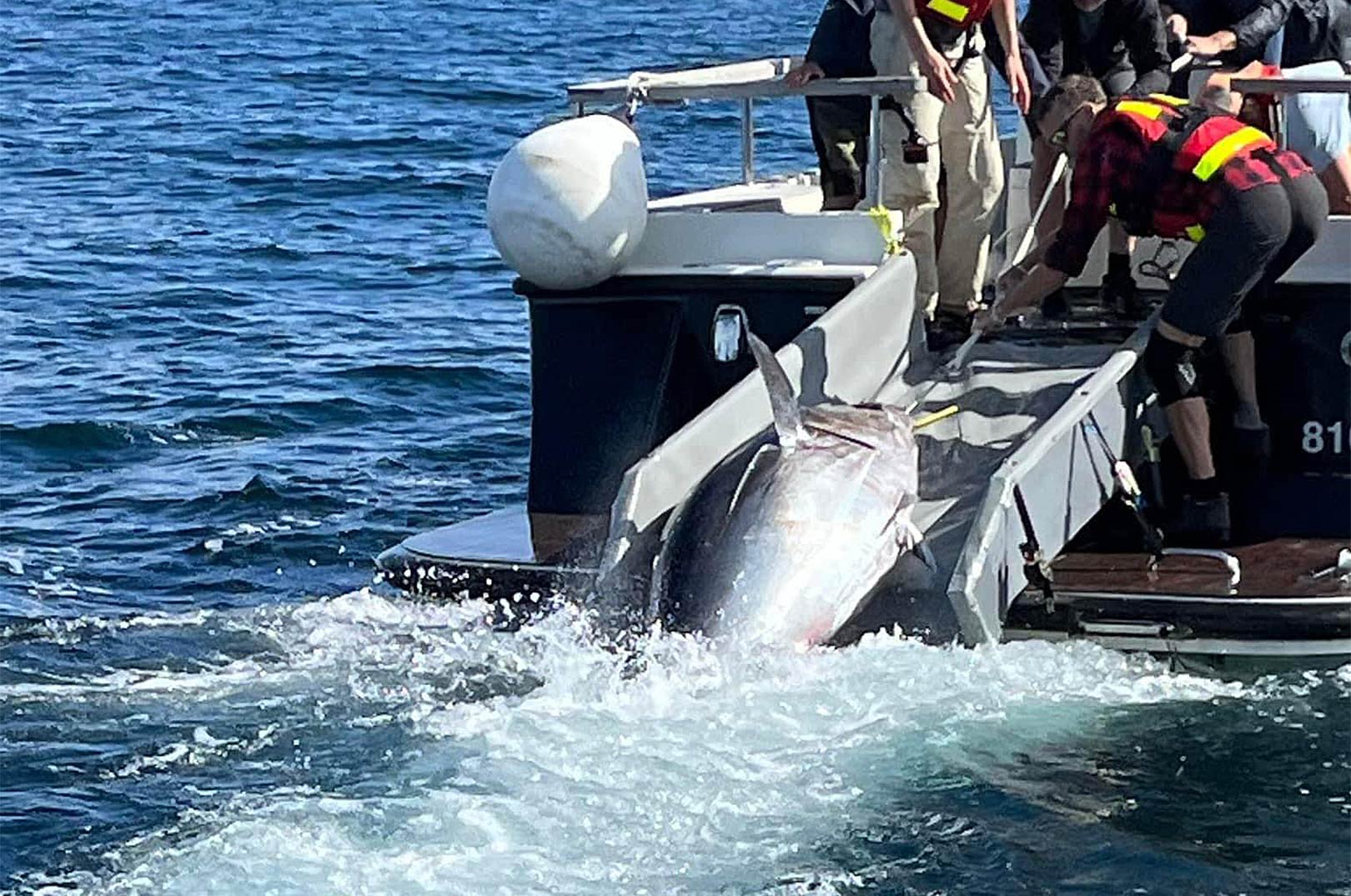 SÅ ER TUNFISKERIET STARTET VED HELSINGØR - Fisk & Fri