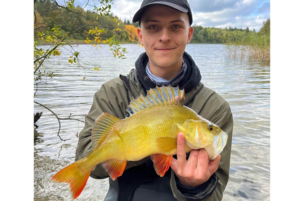 DEN GYLDNE ABORRE - Fisk & Fri