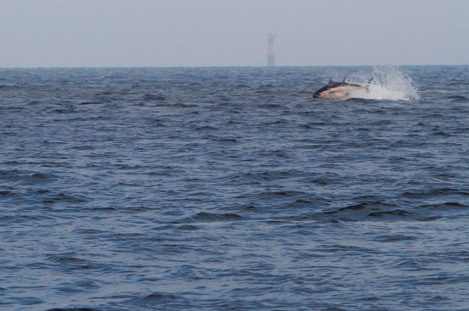 TIL FOREDRAG OM DEN BLÅFINNEDE TUNS BIOLOGI - Fisk & Fri