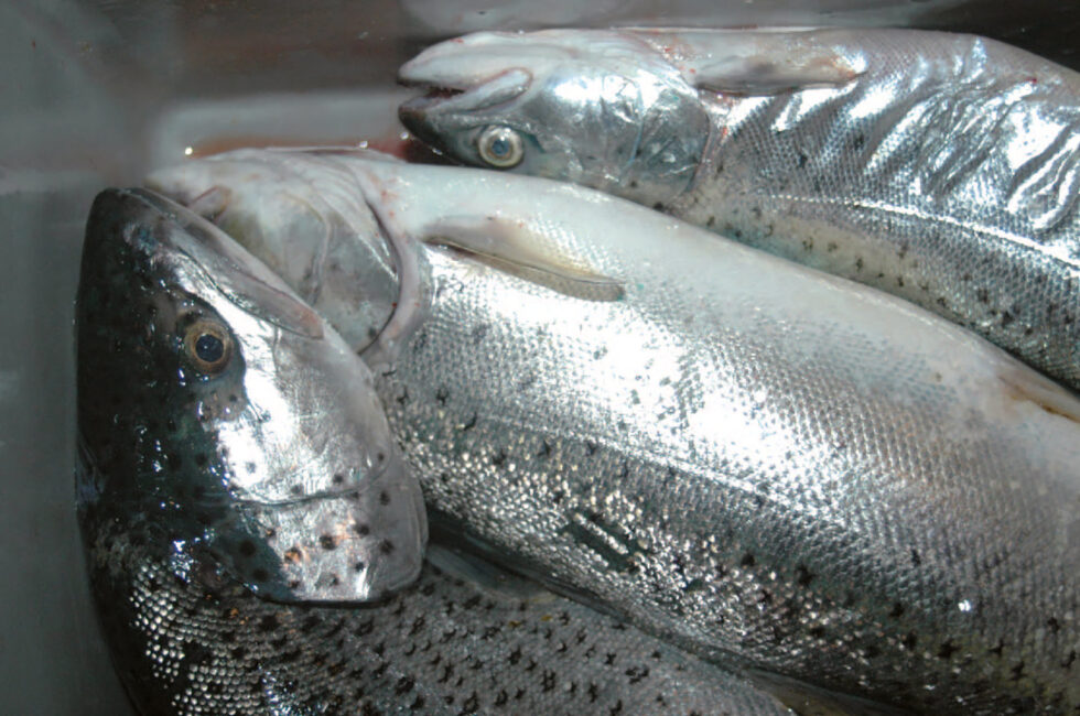 FRISK FISK: BEVAR SMAGEN - Fisk & Fri