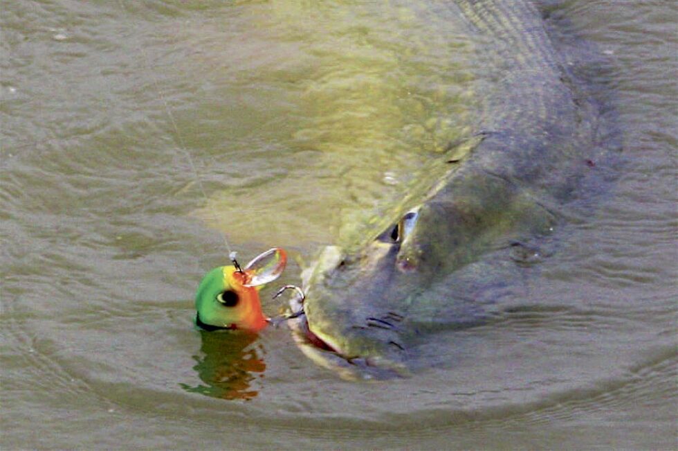 KOLDE GEDDER FOR BEGYNDERE - Fisk & Fri