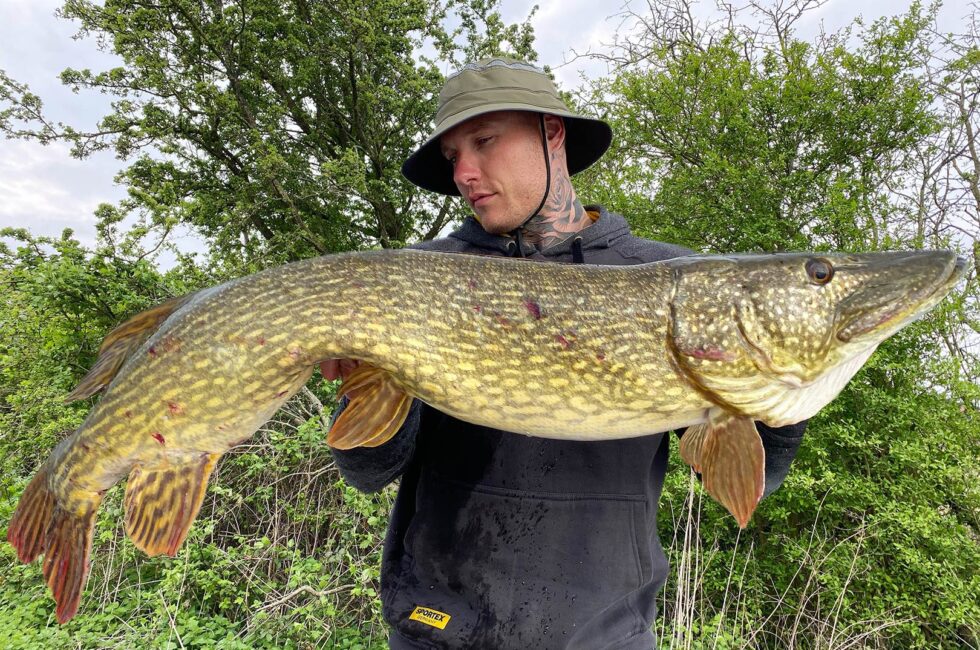 130 CM+ KÆMPEGEDDE PÅ WOBLER - Fisk & Fri