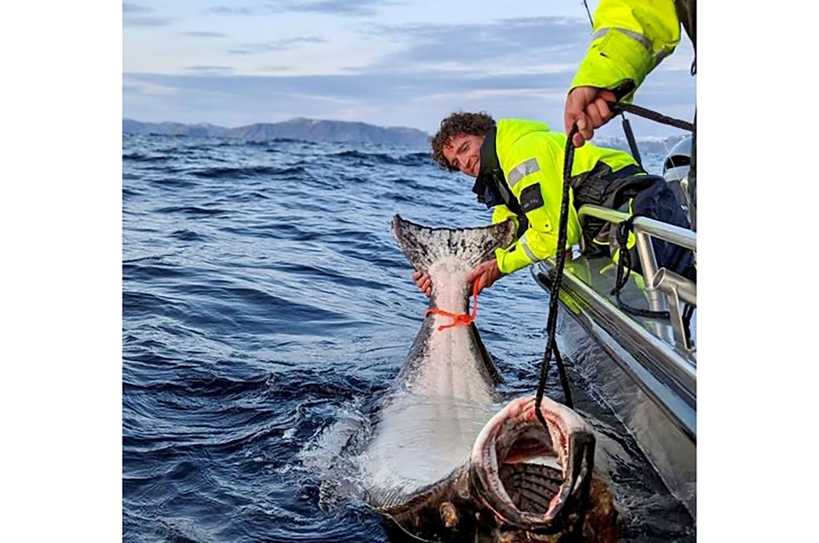 GROVE NORSKE FLYNDERE - Fisk & Fri