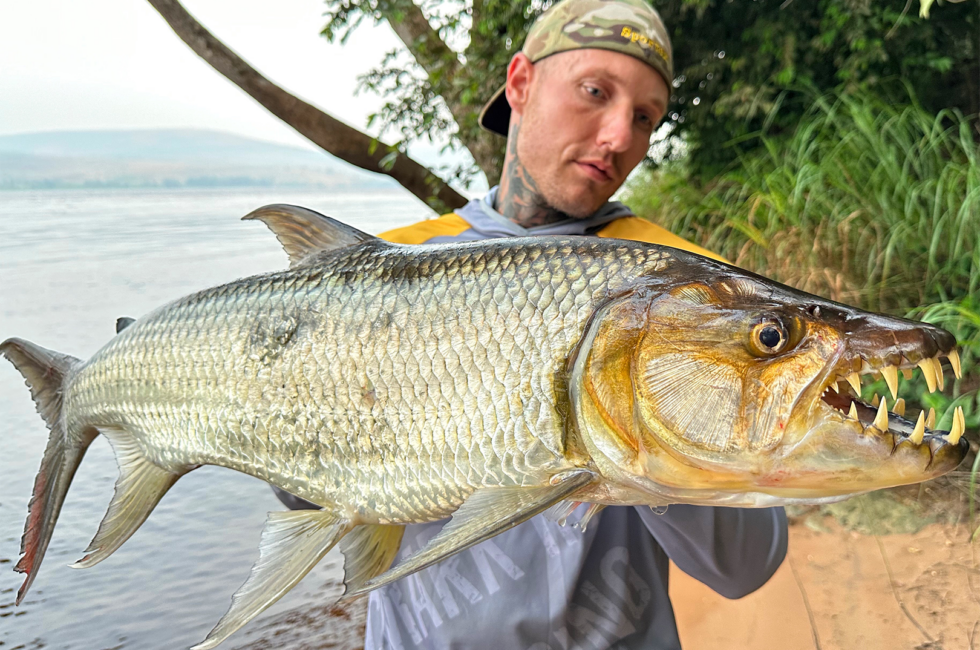 GOLIATH TIGERFISH – DEN HELLIGE GRAL - Fisk & Fri