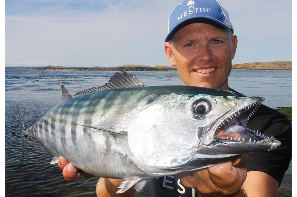 RYGSTRIBET PELAMIDE – DEN FØRSTE LYSTFISKERFANGEDE I DANMARK - Fisk & Fri