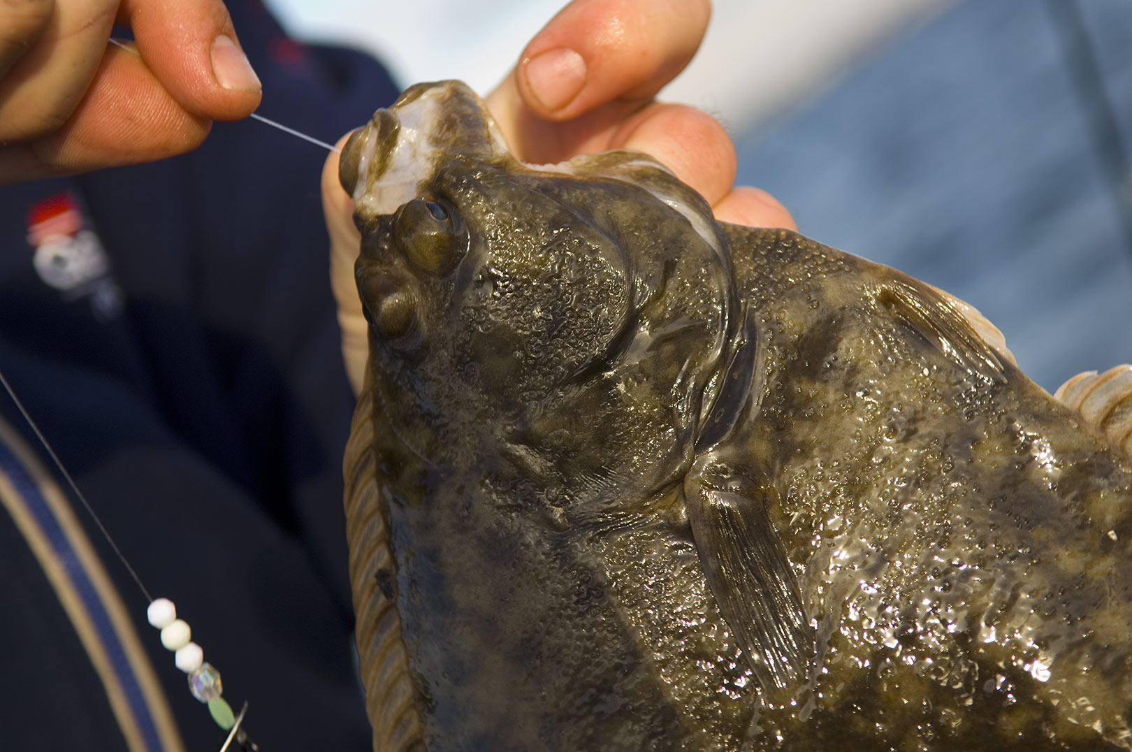 KRAFTIG TILBAGEGANG FOR SKRUBBER OG ÅLEKVABBER - Fisk & Fri