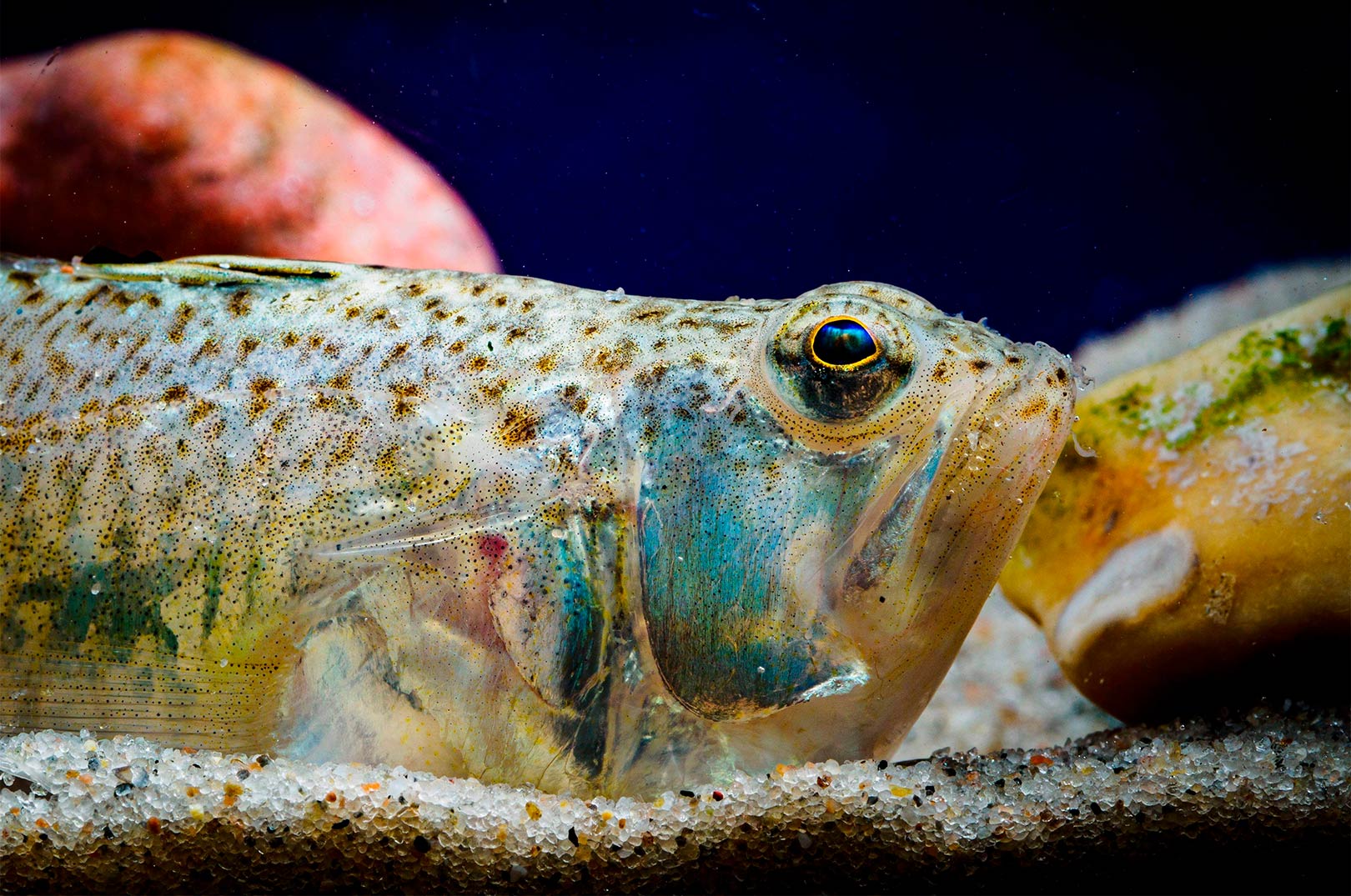FOREDRAG: FISKEATLASSET FORTÆLLER OM FISKENE I ØRESUND - Fisk & Fri