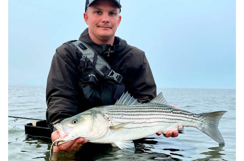 EFTER STRIPED BASS VED CAPE COD - Fisk & Fri