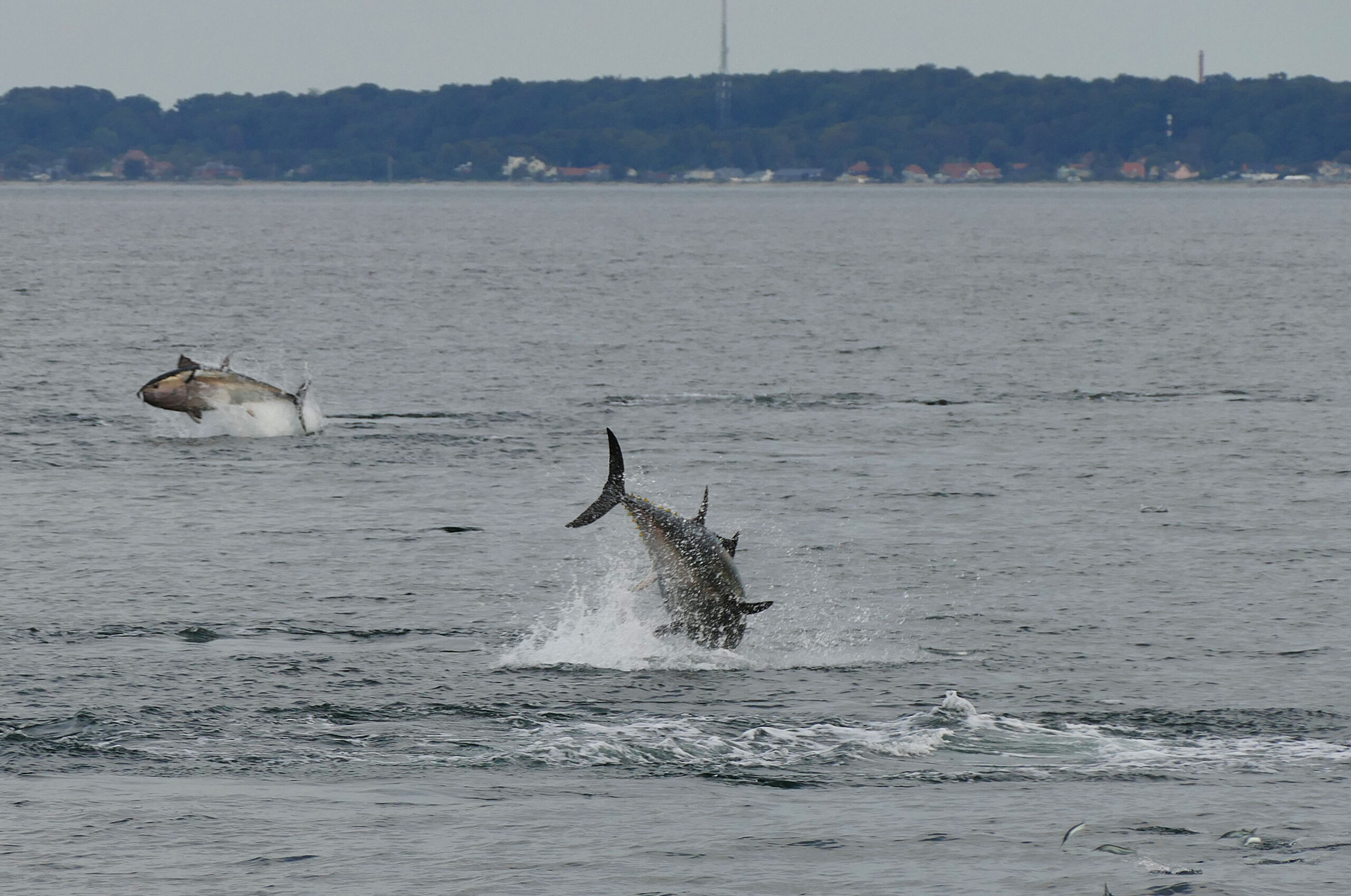 DANSKE TUNREKORDER - FØRST NÅR FISKERIET ER LIGE FOR ALLE - Fisk & Fri