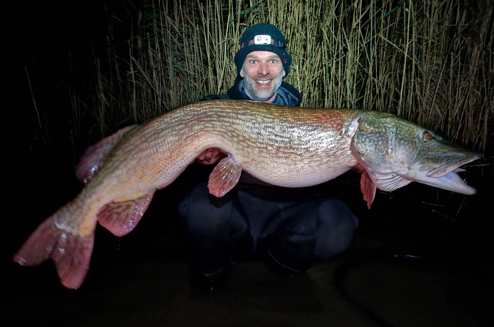 136 CM MONSTERGEDDE FRA HOLLAND - Fisk & Fri