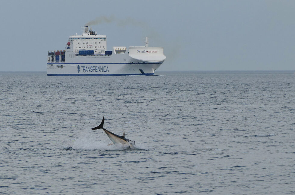 GRØNT LYS FOR TUNFISKERI I ENGLAND - Fisk & Fri