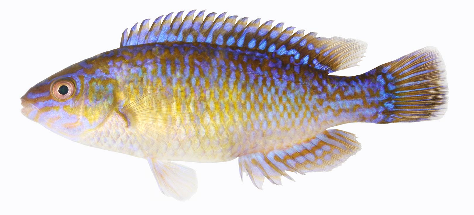 FISKEATLASSET MODTAGER STØTTE FRA VELUX FODEN - Fisk & Fri