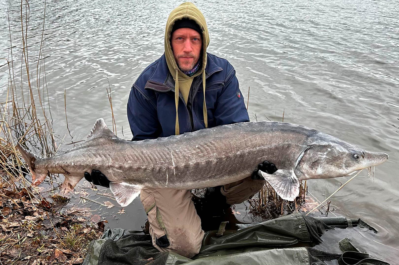 EN FIN BELUGA FRA AALSBOGAARD FISKESØ - Fisk & Fri