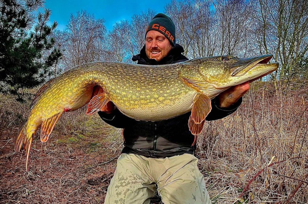 NY PR-GEDDE PÅ SG WHITEFISH SHAD - Fisk & Fri