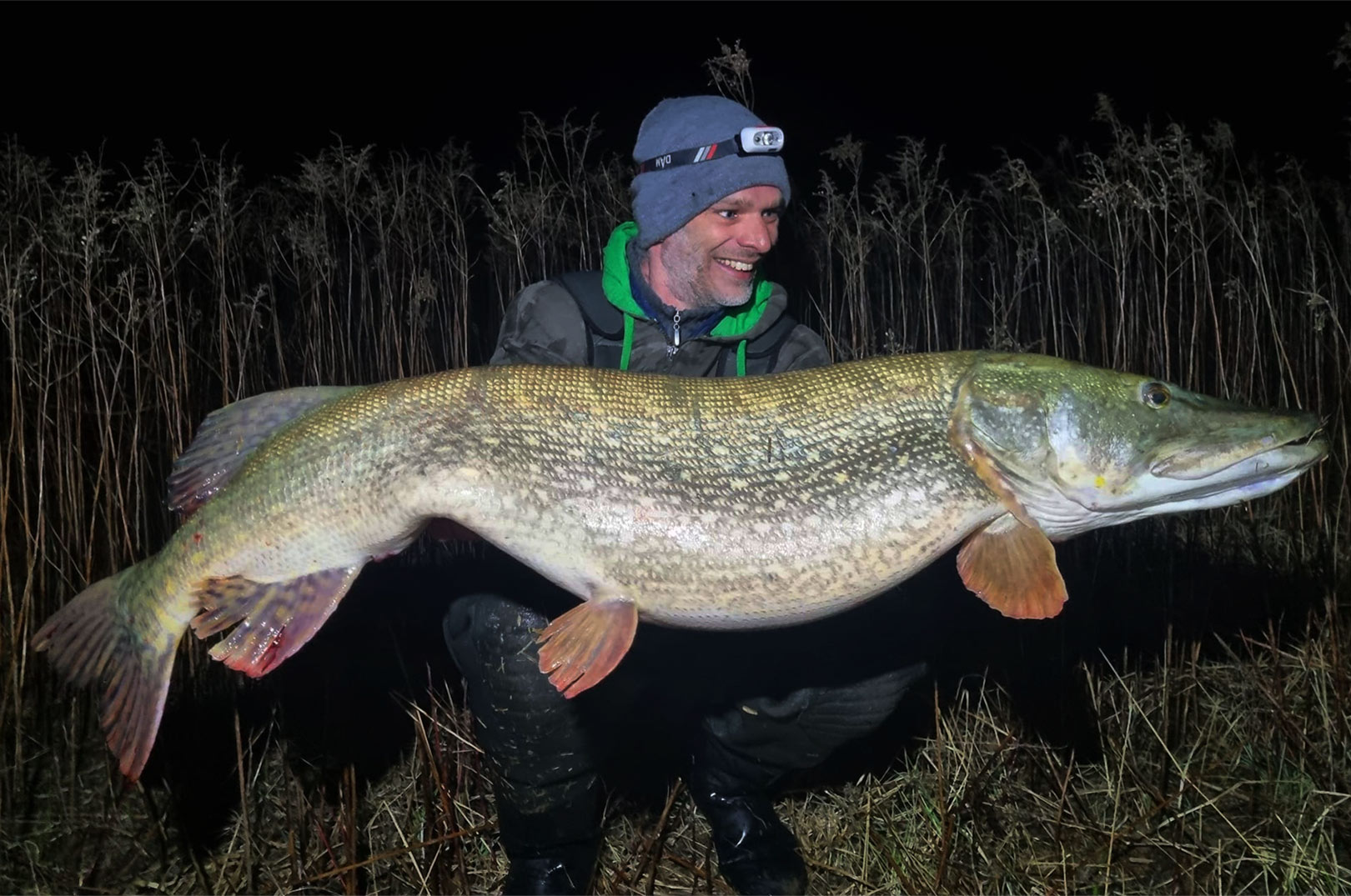 GIGANT 130 CM+ GEDDE FRA HOLLAND - Fisk & Fri