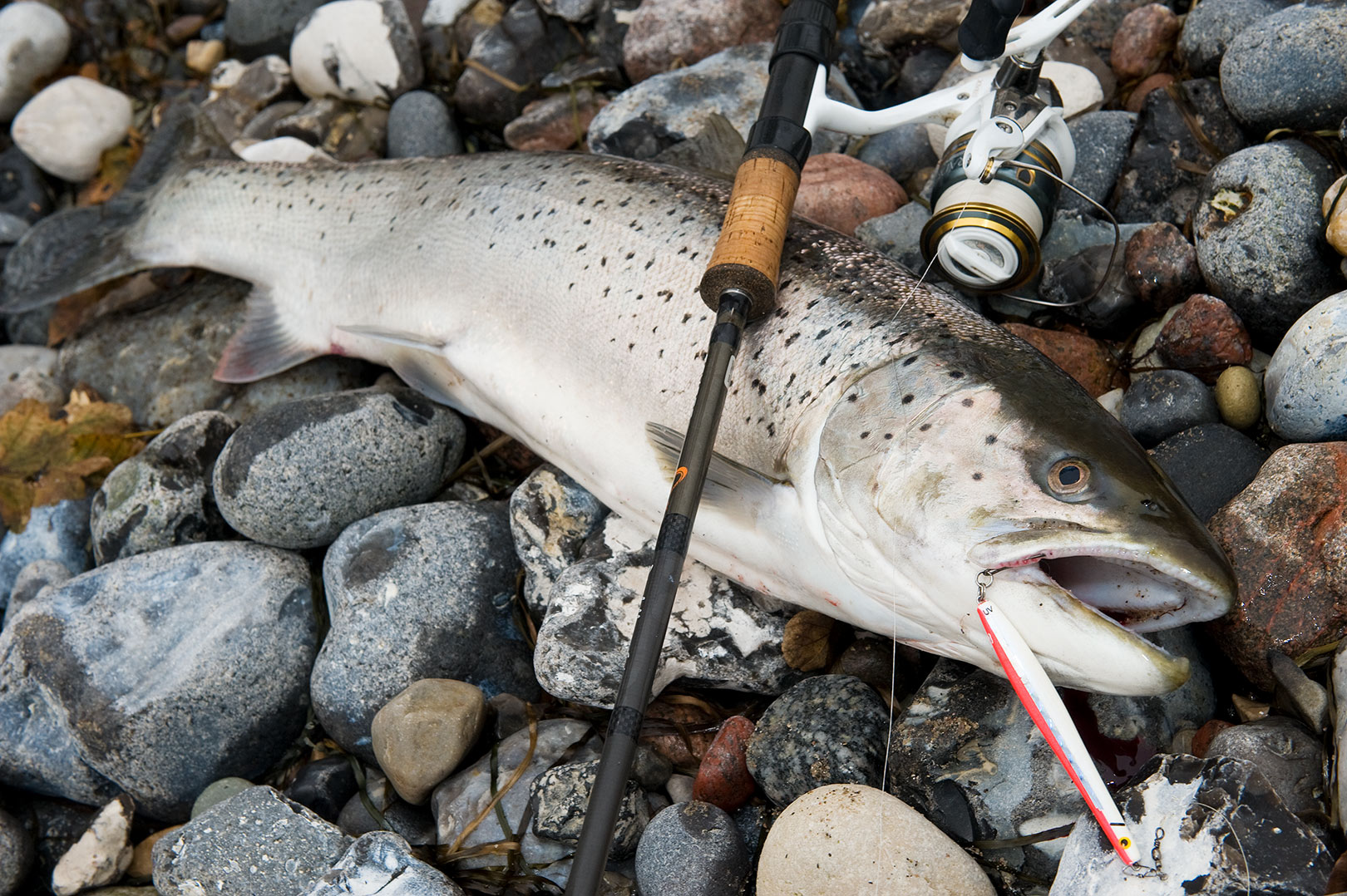 FANGSTJOURNALEN: NYE DATA PÅ HAVØRREDFANGSTER - Fisk & Fri